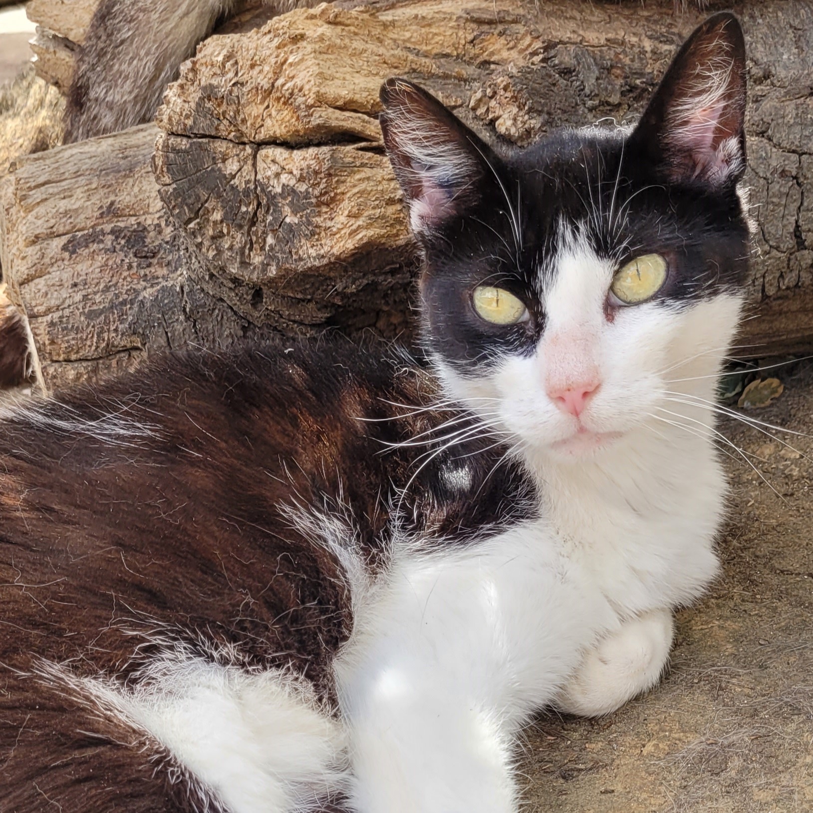 Adélaïde - L'École du Chat Libre du Parisis