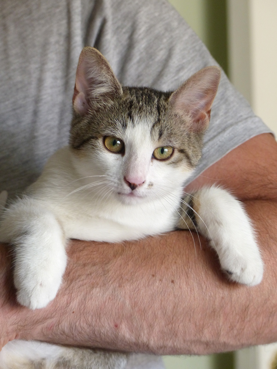 Gioui - L'École du Chat Libre du Parisis