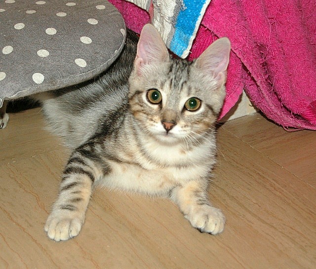 Erwan - L'École du Chat Libre du Parisis