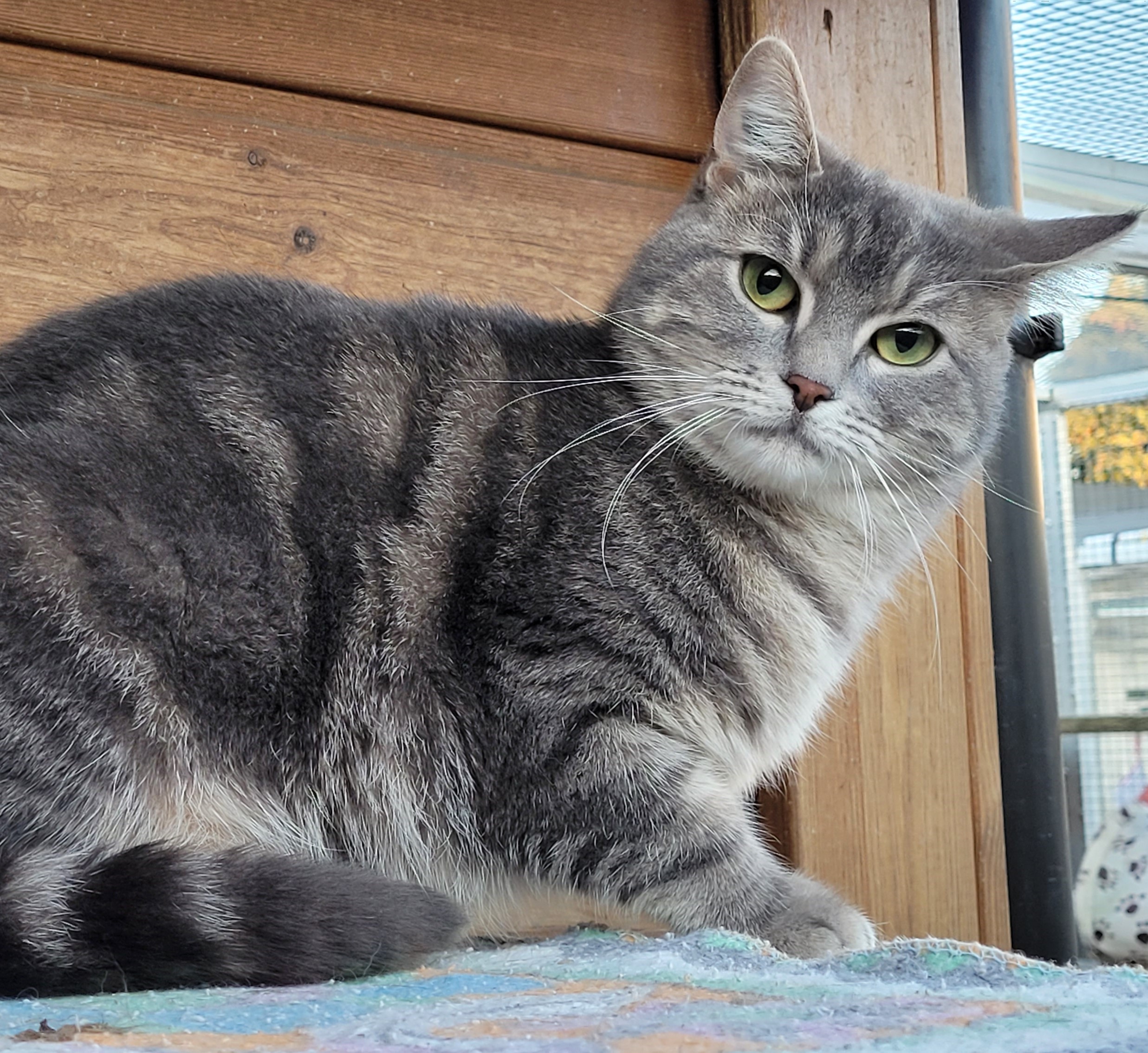 Eglantine - L'École du Chat Libre du Parisis