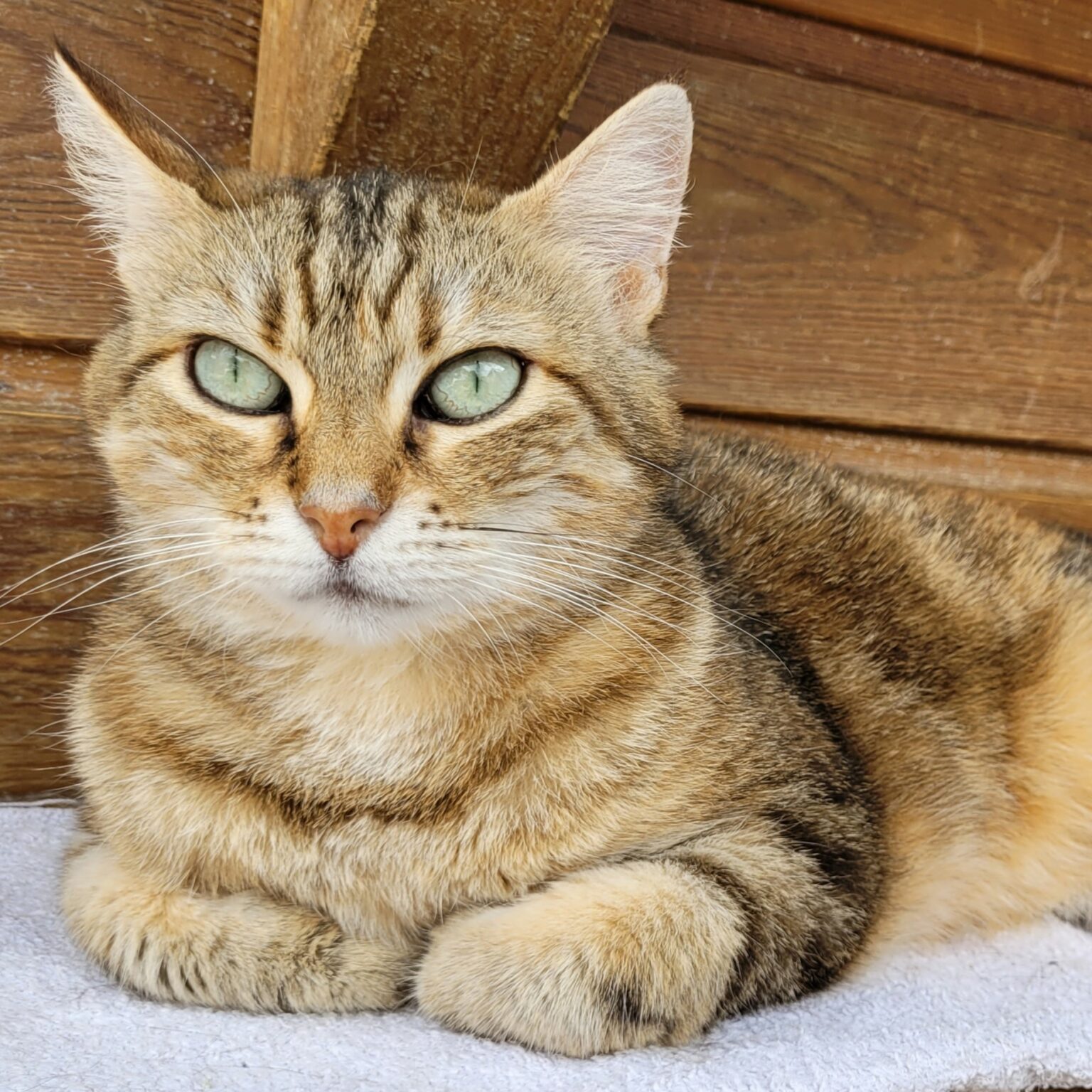 Nos chats à adopter - L'École du Chat Libre du Parisis