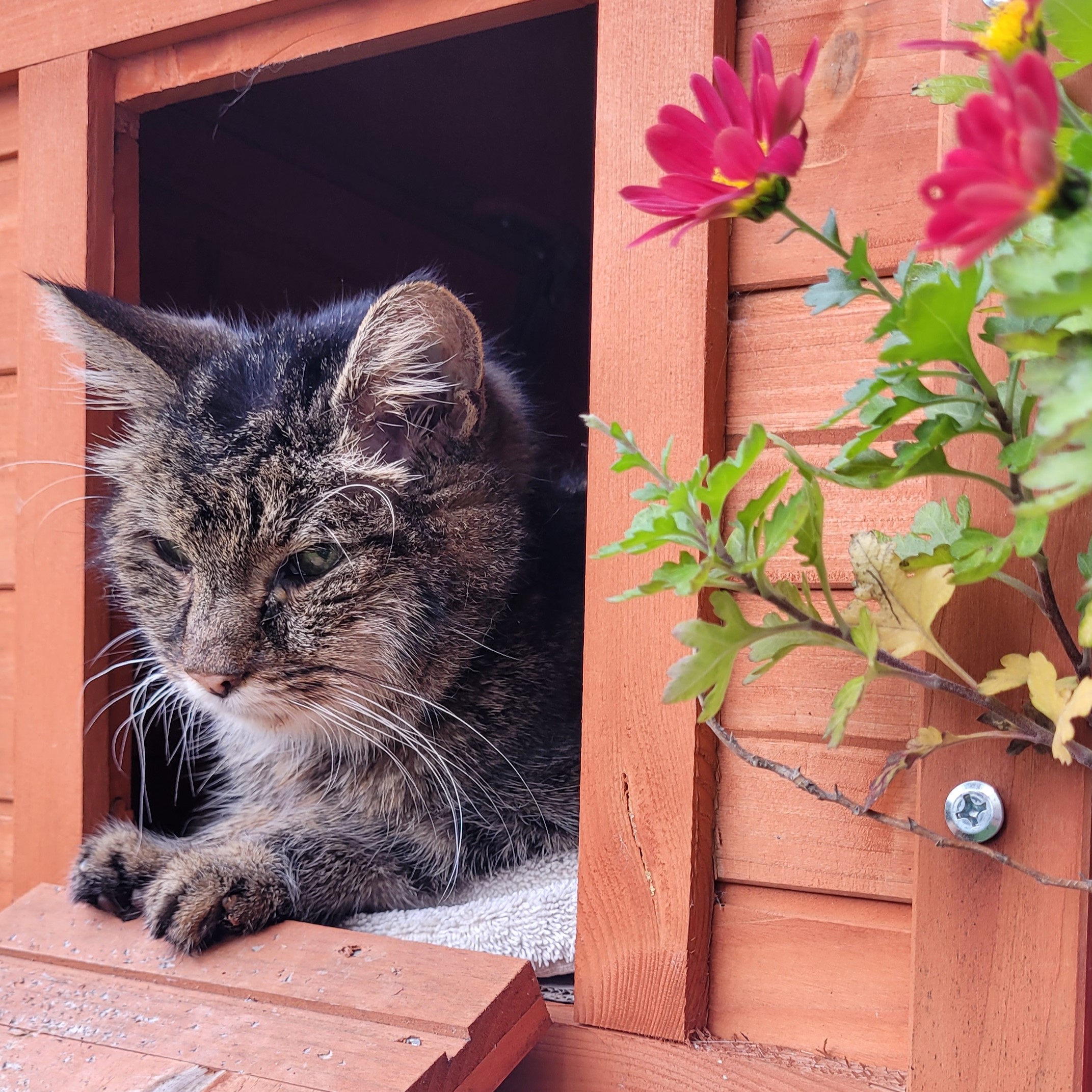 Mistigris - L'École du Chat Libre du Parisis